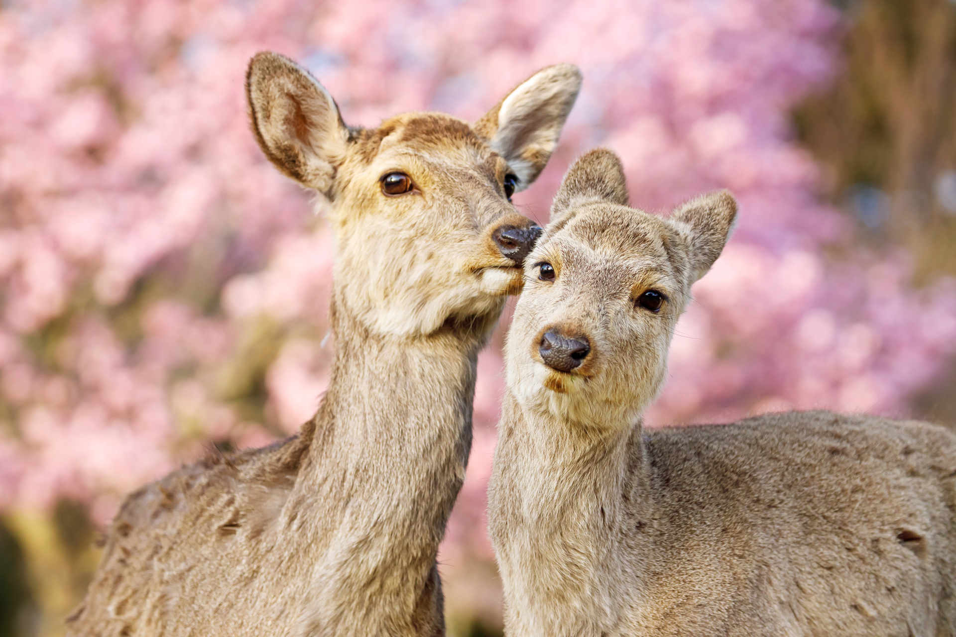 6-day Sakura Tokyo, Hakone, Kyoto, Nara and Osaka seat-in-coach tour